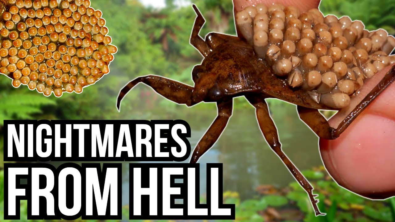 The Ocean’s Most Hated Creatures Revealed