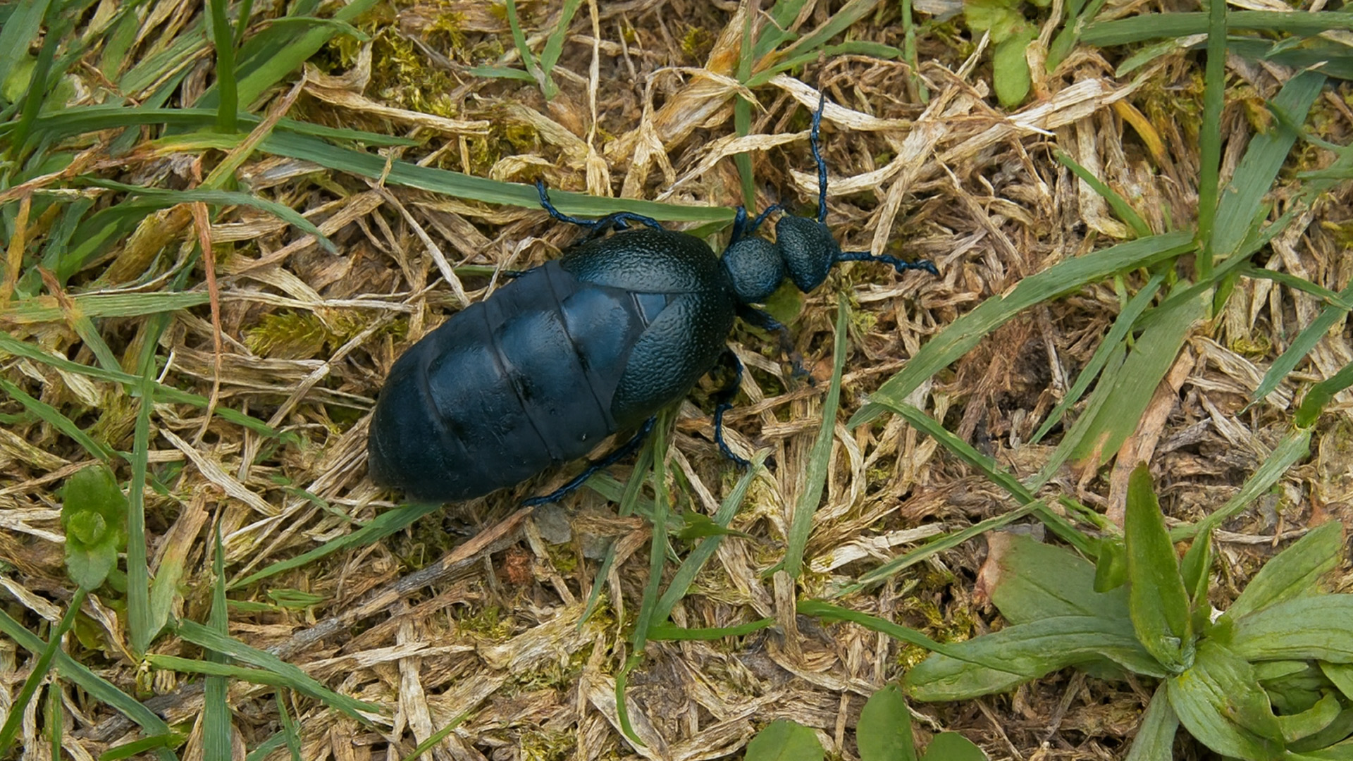 Neškodné nebezpečí – majka obecná v přírodě