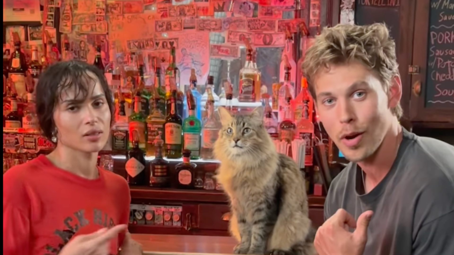 Why is everyone talking about this cat nicknamed "Tonic"?