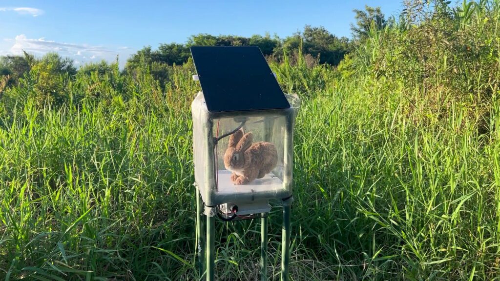 Florida deploys robot rabbits to control invasive Burmese pythons