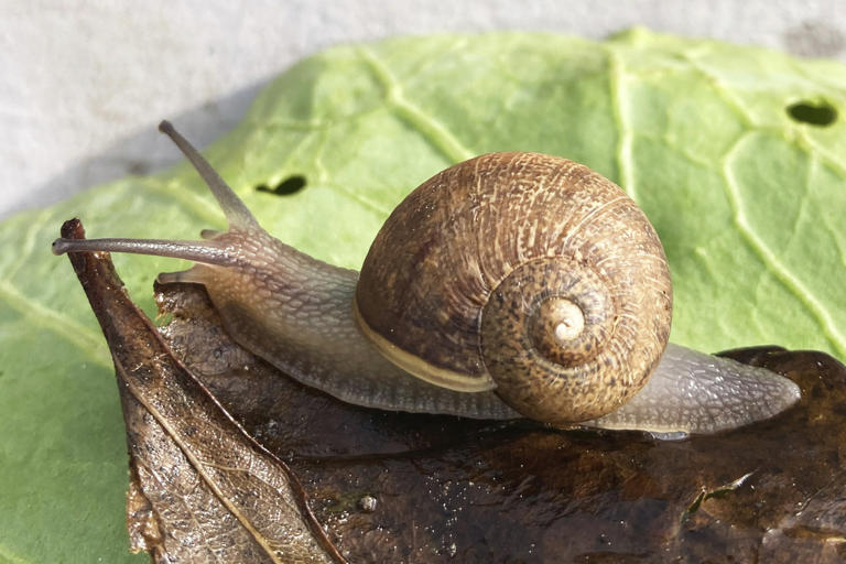 Ned is a perfectly nice snail, but a rare shell means a doomed love life