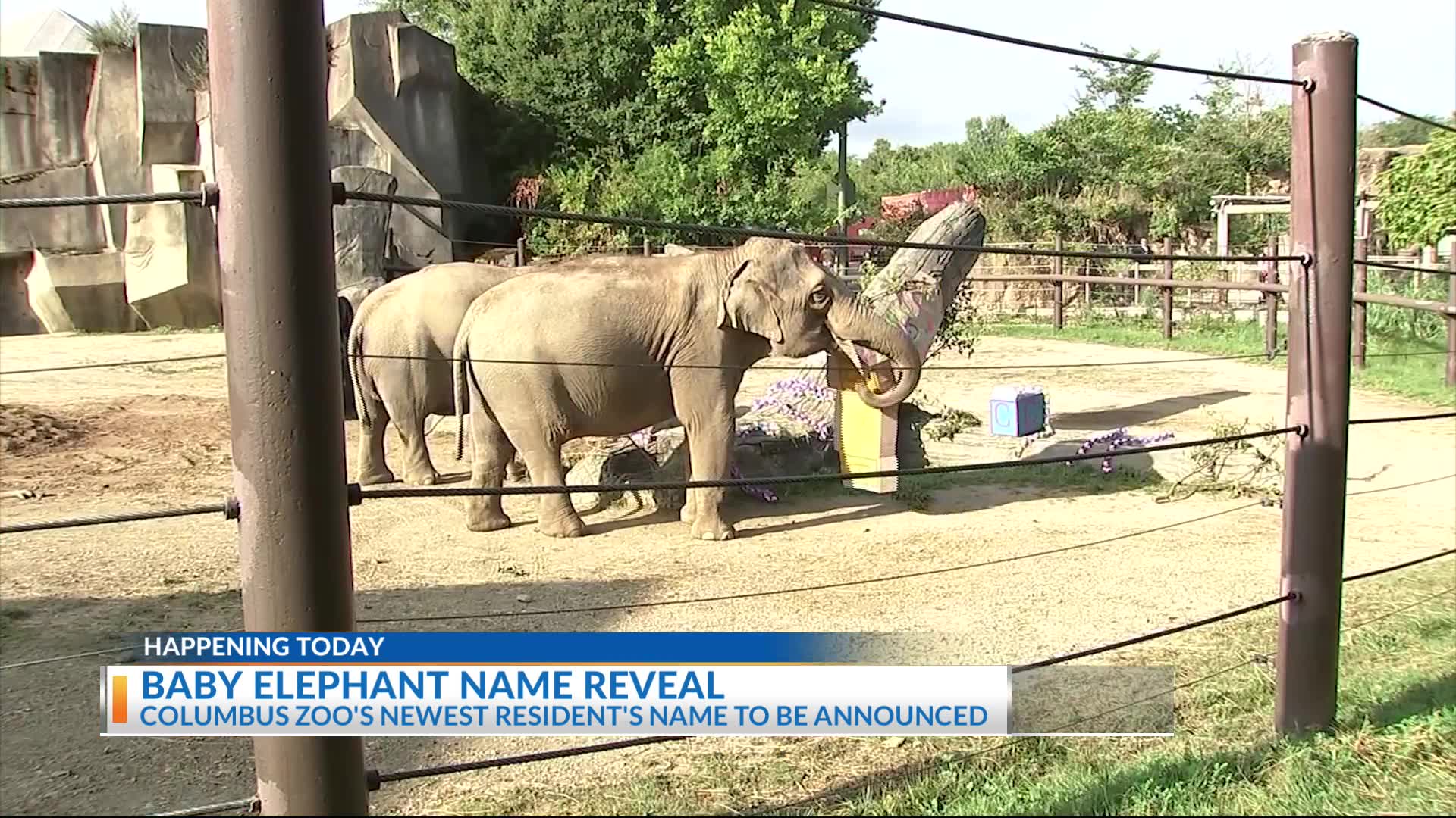 Columbus Zoo to reveal baby elephant's name