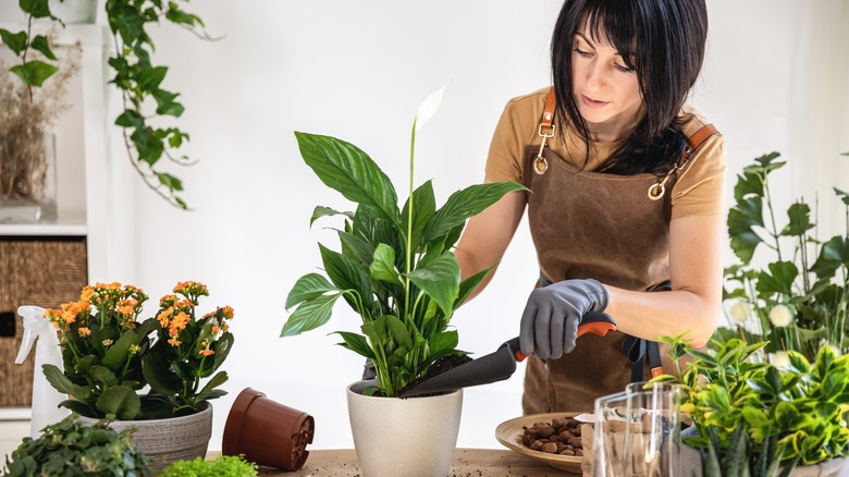 12 Hacks To Help Your Peace Lilies Flourish As An Indoor Houseplant