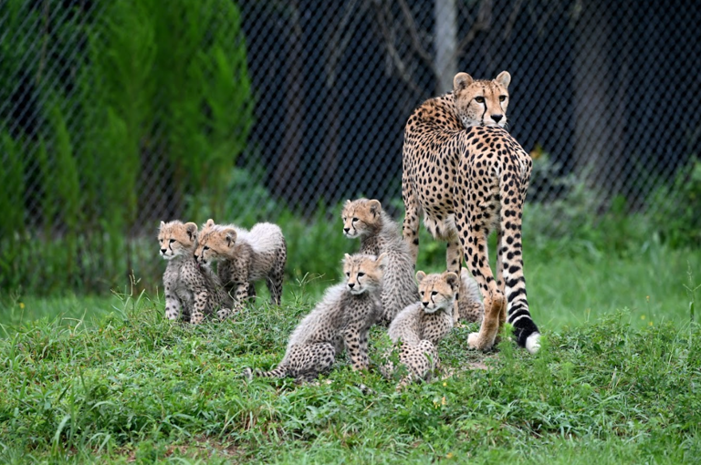 Six baby cheetahs born at Metro Richmond Zoo