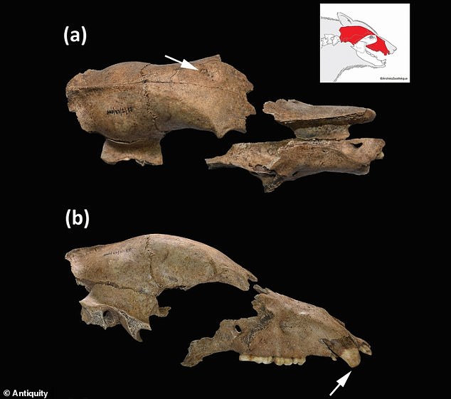 Roman Gladiators fought BEARS in the arena, fossil evidence reveals for ...