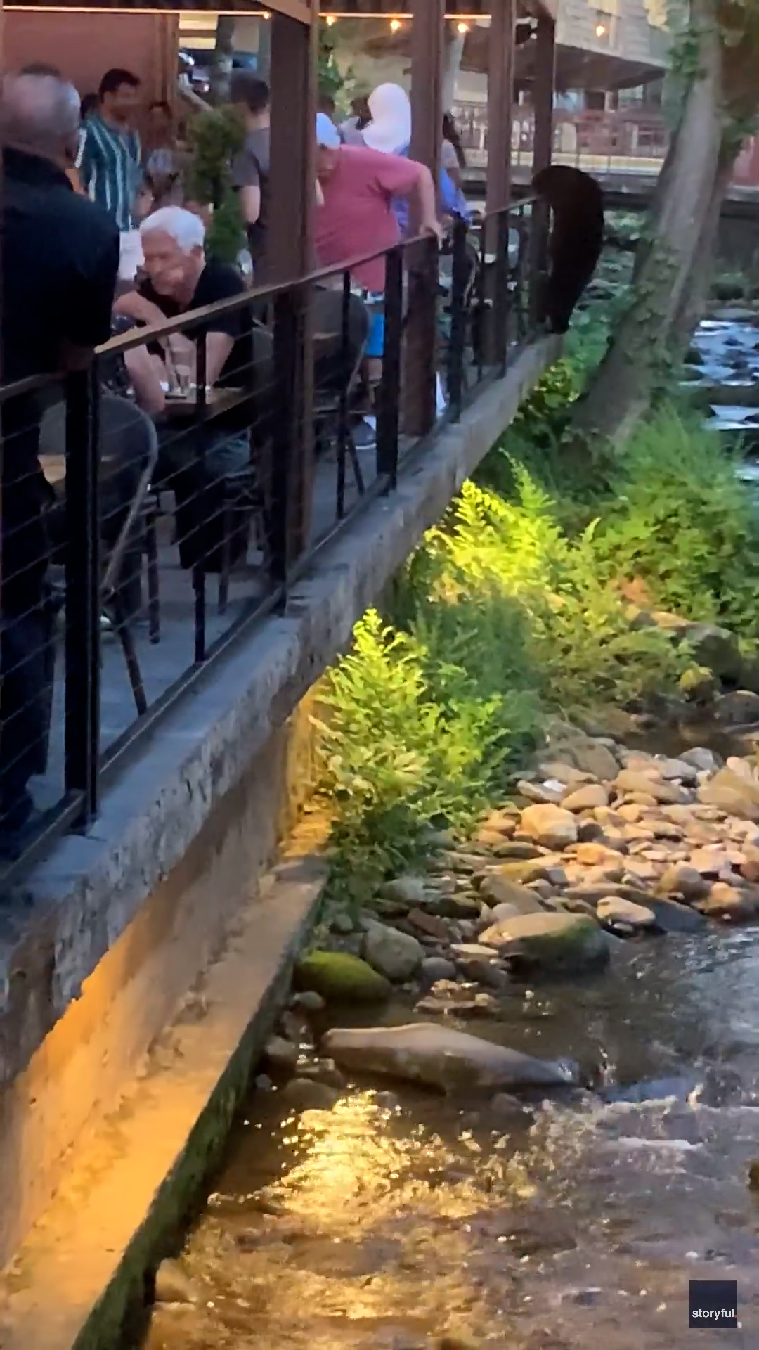 Hungry Bear Tries Climbing Into Tennessee Restaurant