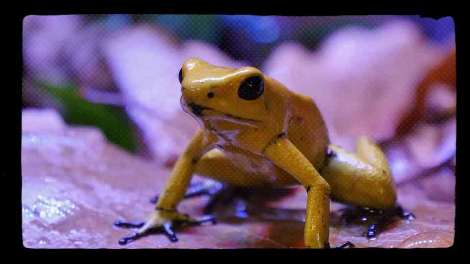 Deadly Jewel of the Rainforest: The Golden Poison Frog