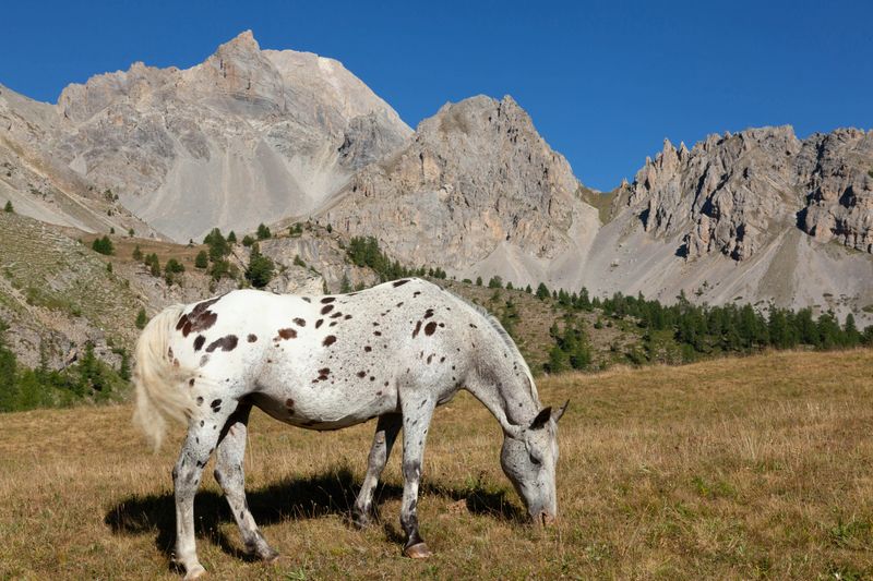 5 Of The Calmest Horse Breeds For Beginners