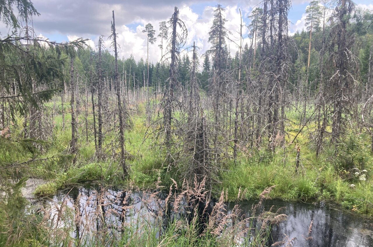 Beavers return to the forest landscape, reviving its natural environment