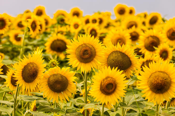 Maria’s Field of Hope in Avon now in bloom