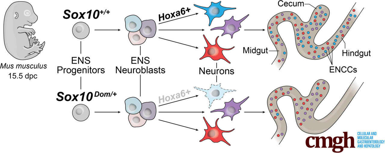 Researchers Uncover Critical Genetic Drivers Of The Gut's 'nervous 