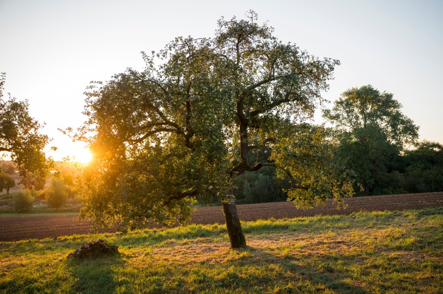 Discover top apple picking spots in western Massachusetts this fall