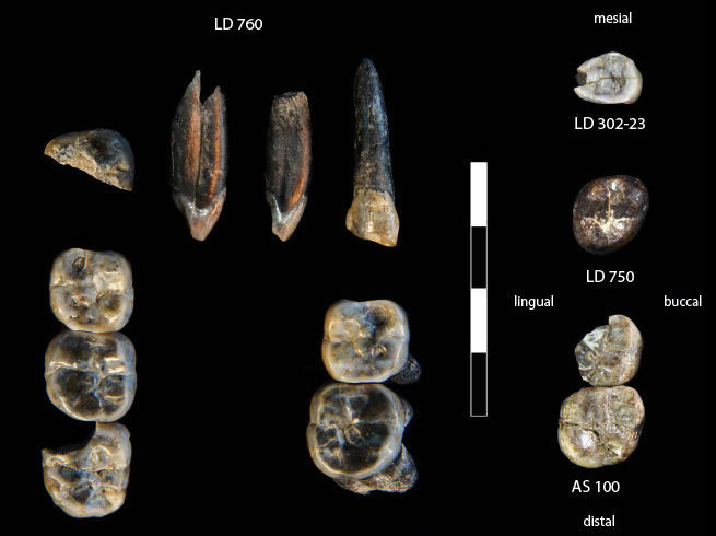 Ancient Teeth Reveal New Species of Human Ancestor