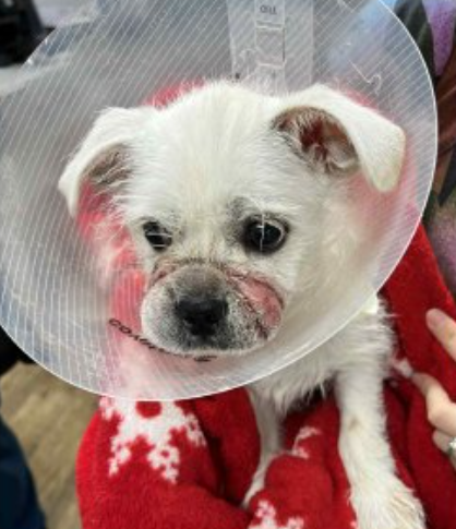 White terrier found wandering leads to animal cruelty investigation in ...