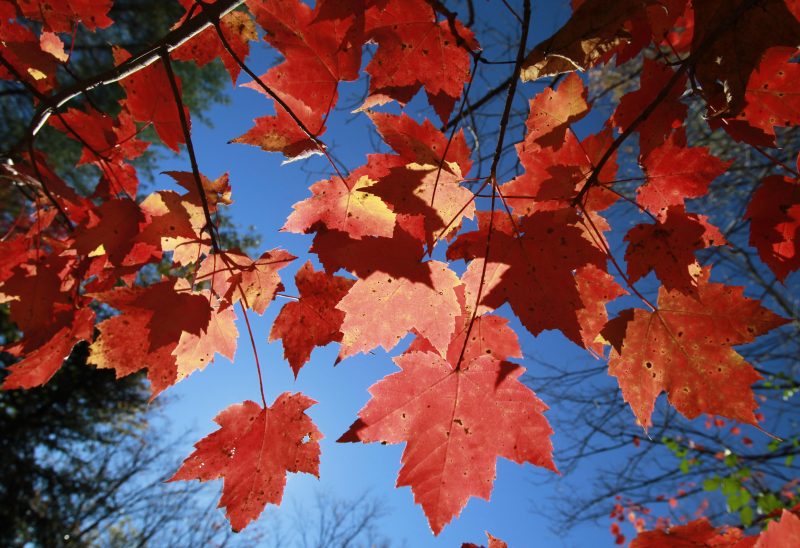 Beyond the Forecast: Fall foliage and crops