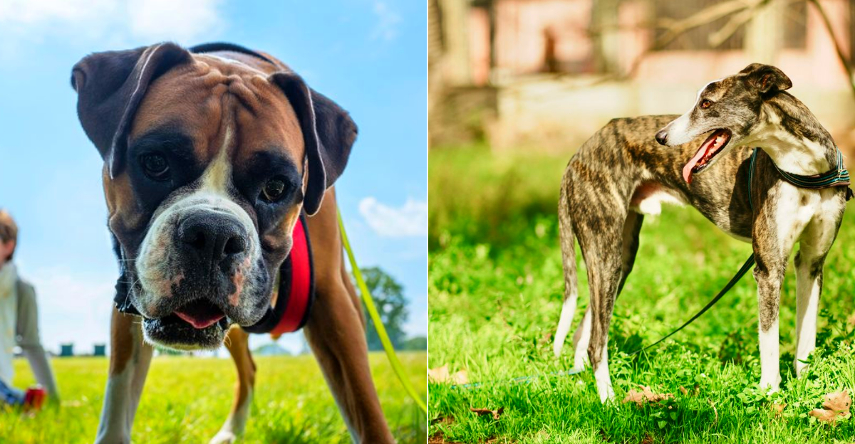 13 Dog Breeds With Unfair Reputations That Make Great Pets