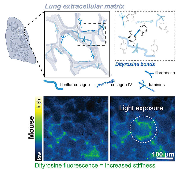 What stiffening lung tissue reveals about the earliest stages of fibrosis