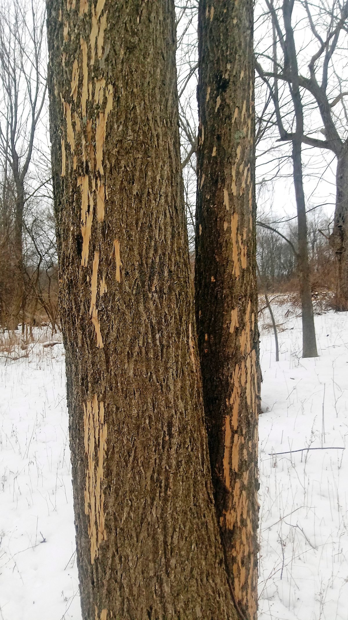 How to Identify Emerald Ash Borer Damage