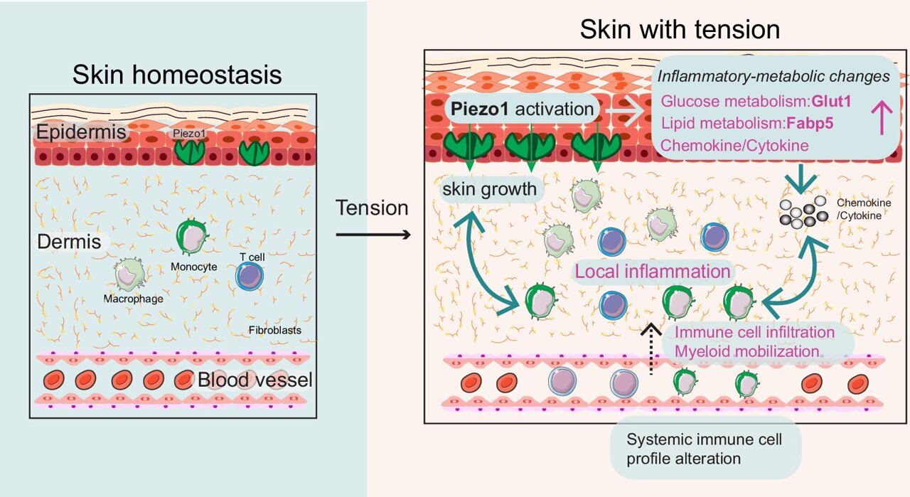 Skin protein found to use physical tension to control tissue growth