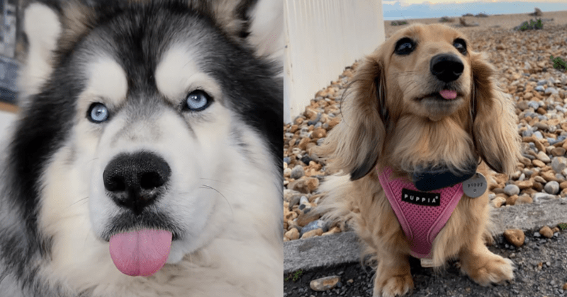 22 Dogs With ‘Resting Derp Face’ to Kickstart Bleptember