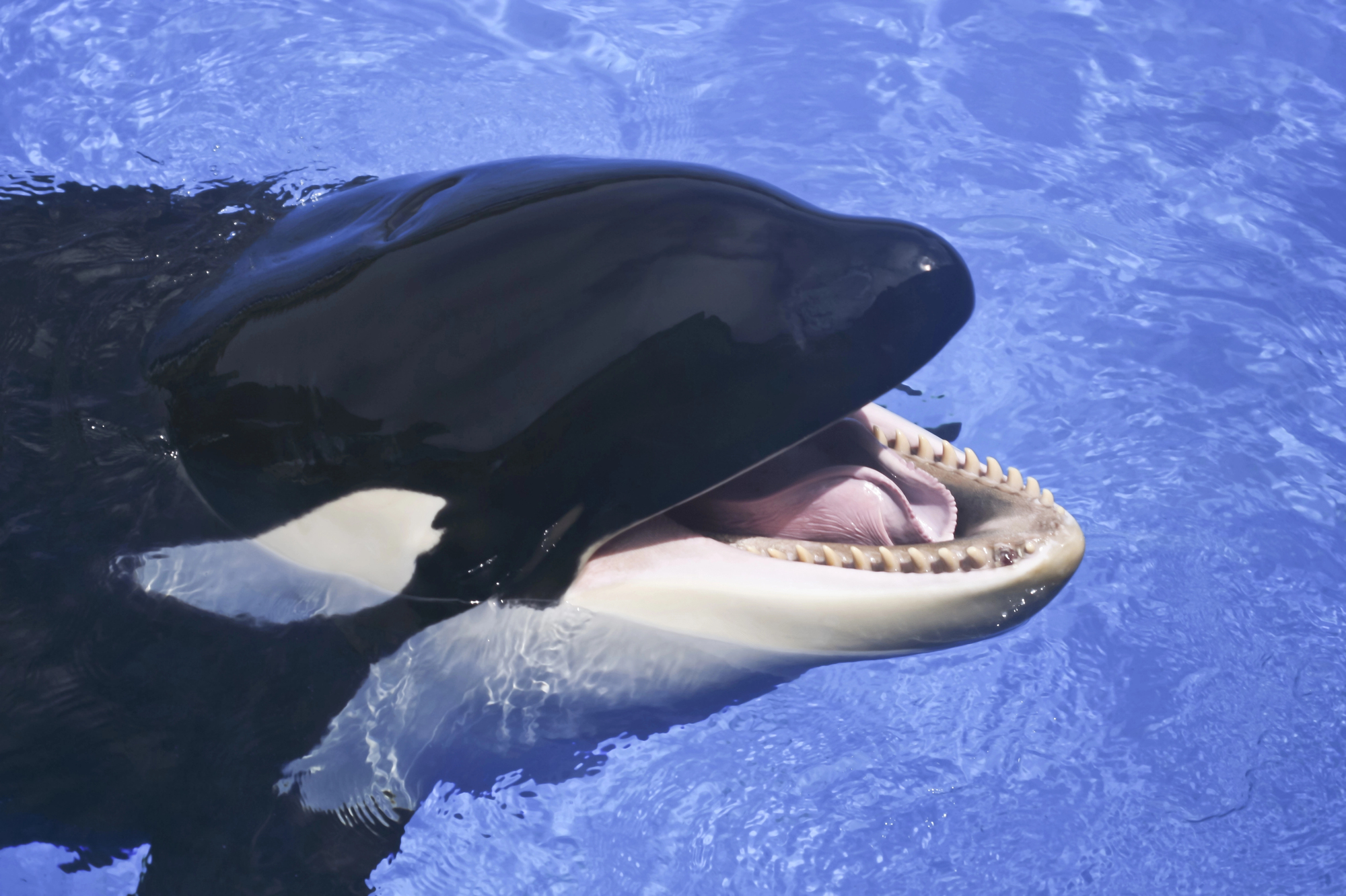 15 most intelligent marine creatures