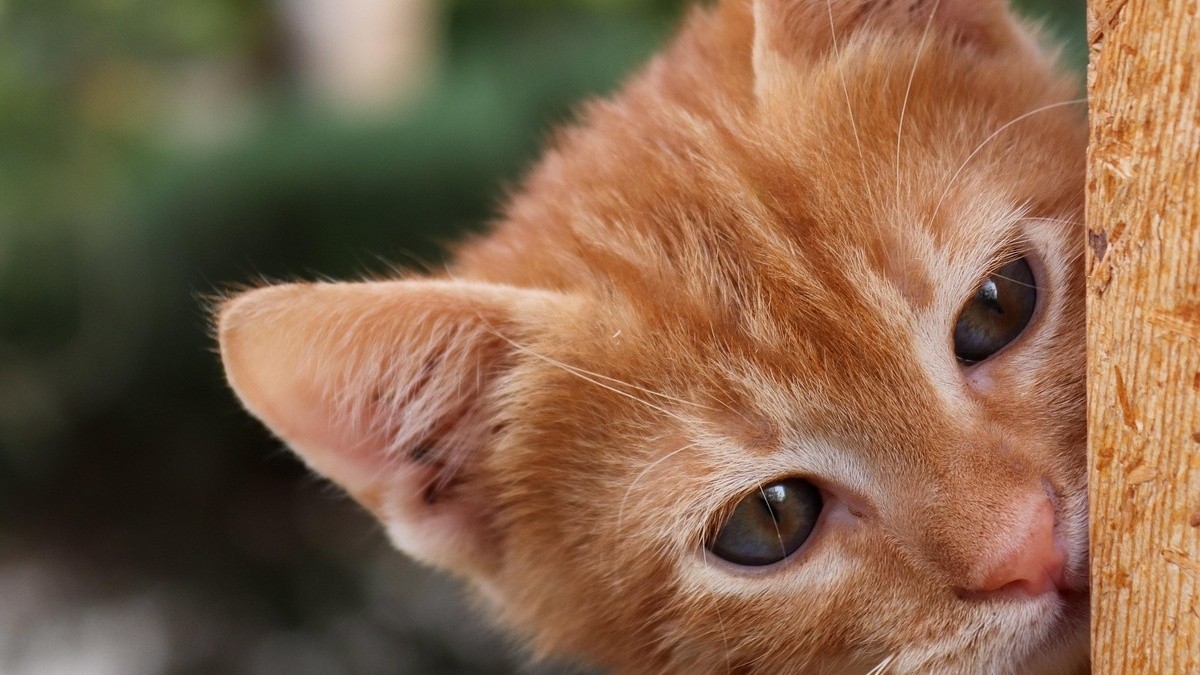 If your cat does these 8 things, it's trying to say goodbye to you forever