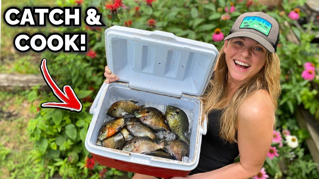 Huge bream bed triggers giant bluegill smackdown