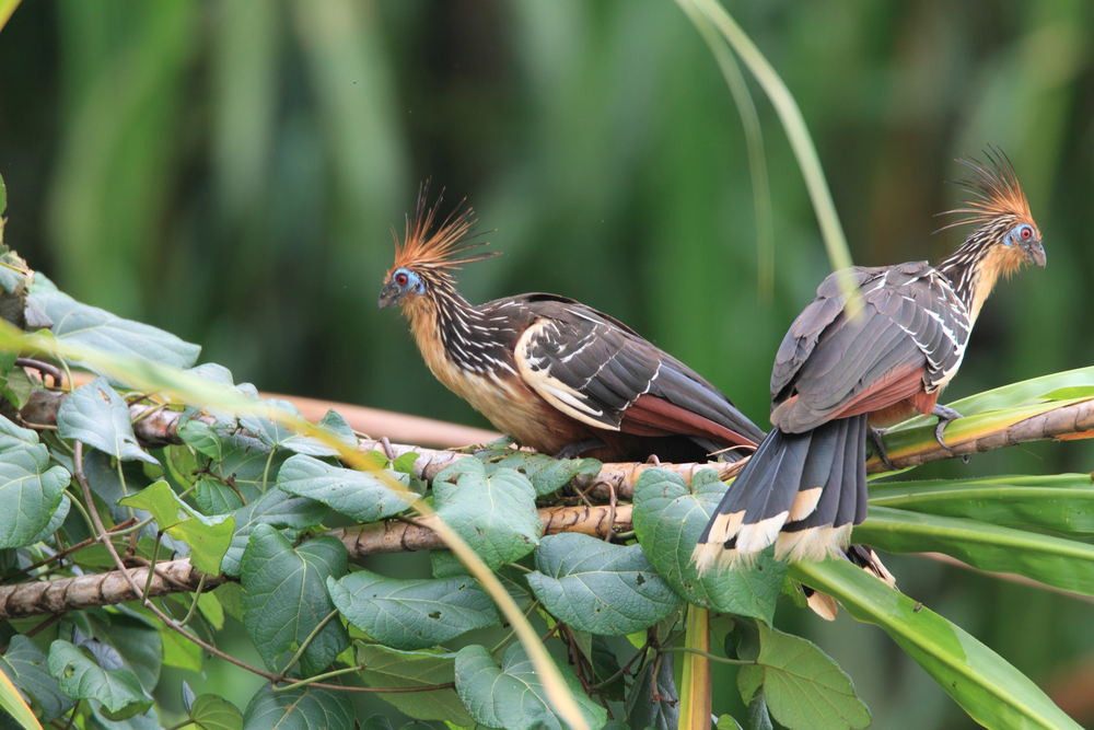 16 Weirdest Animals in the Amazon Jungle