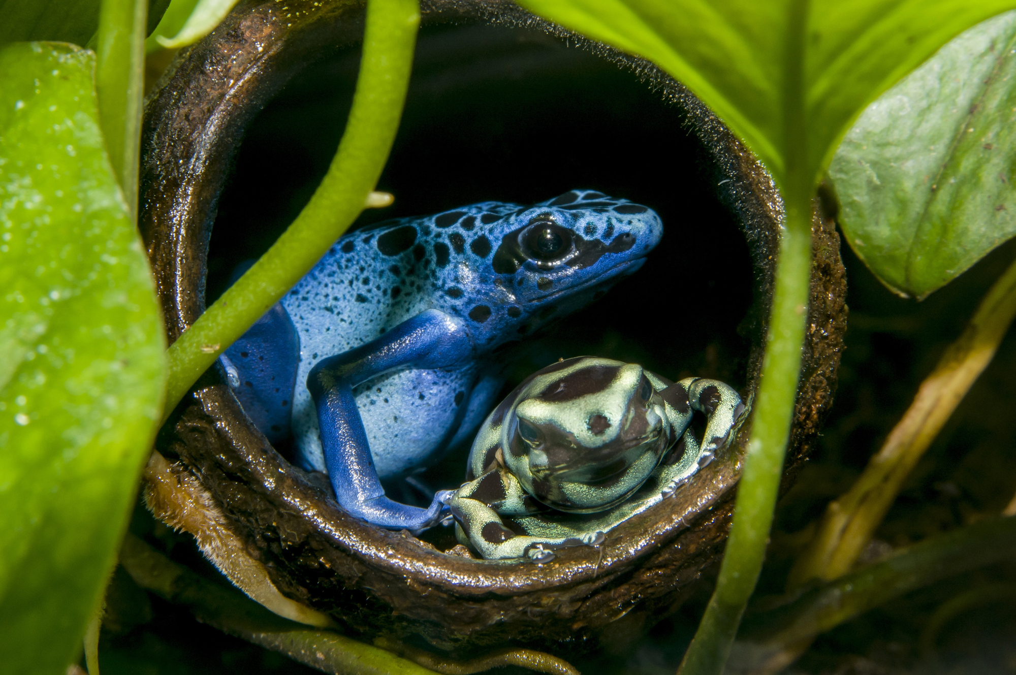 16 Weirdest Animals in the Amazon Jungle