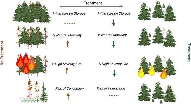 Proactive forest management reduces high-severity wildfire by 88% ...