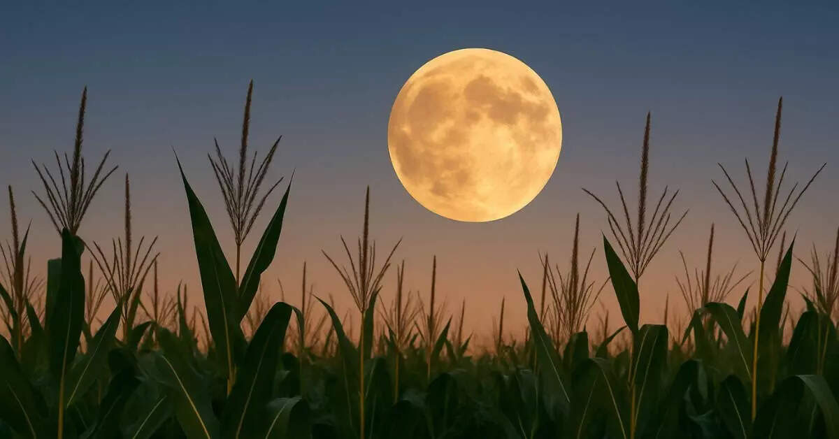 What is Corn Moon and Why is it Named? Here's September 7, 2025 visibility, timings and Blood ...