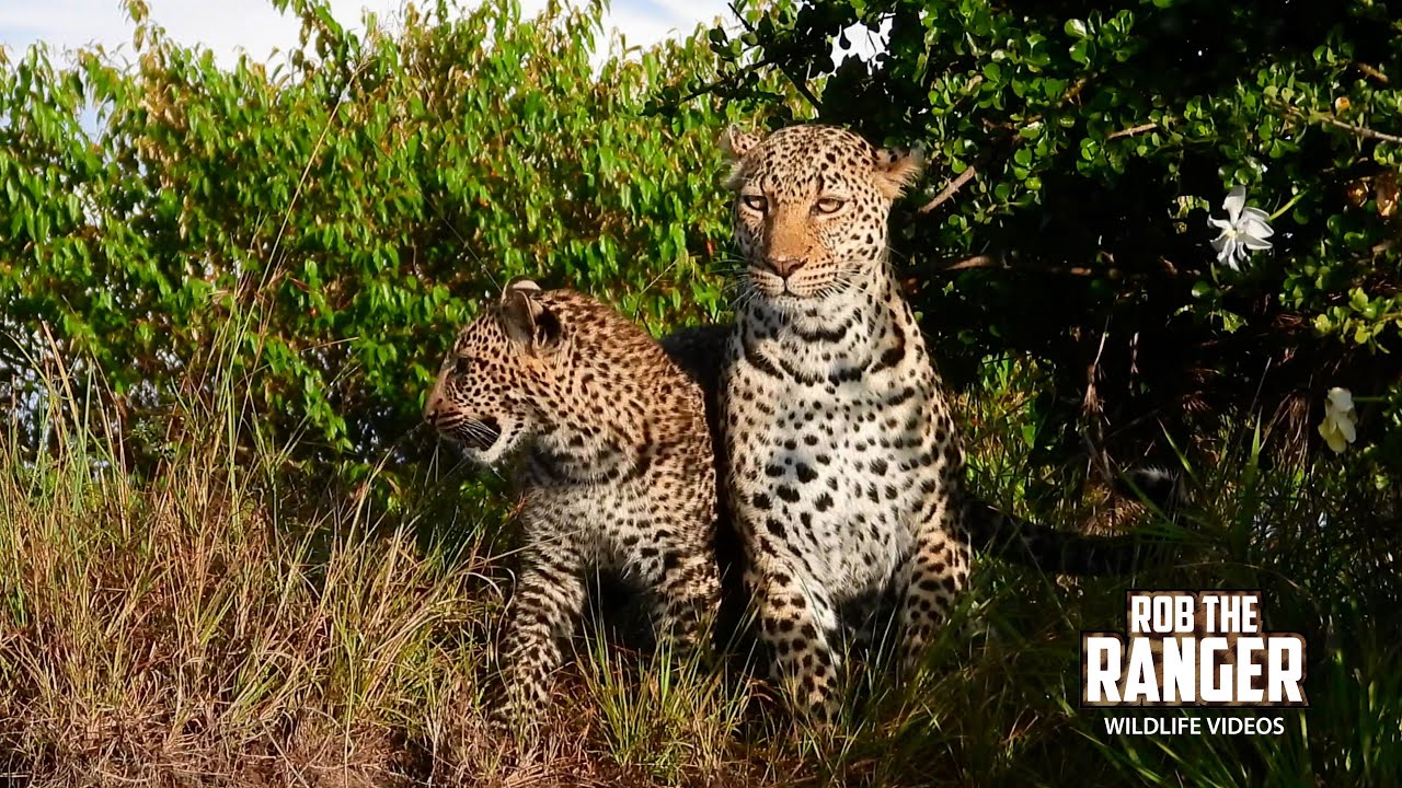 We spotted two wild leopards on a scenic safari drive