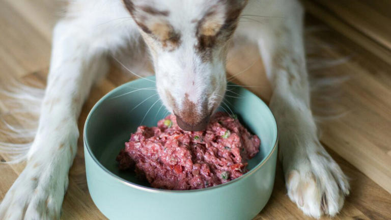 Experts say homemade dog diets lack critical nutrients despite owners ...