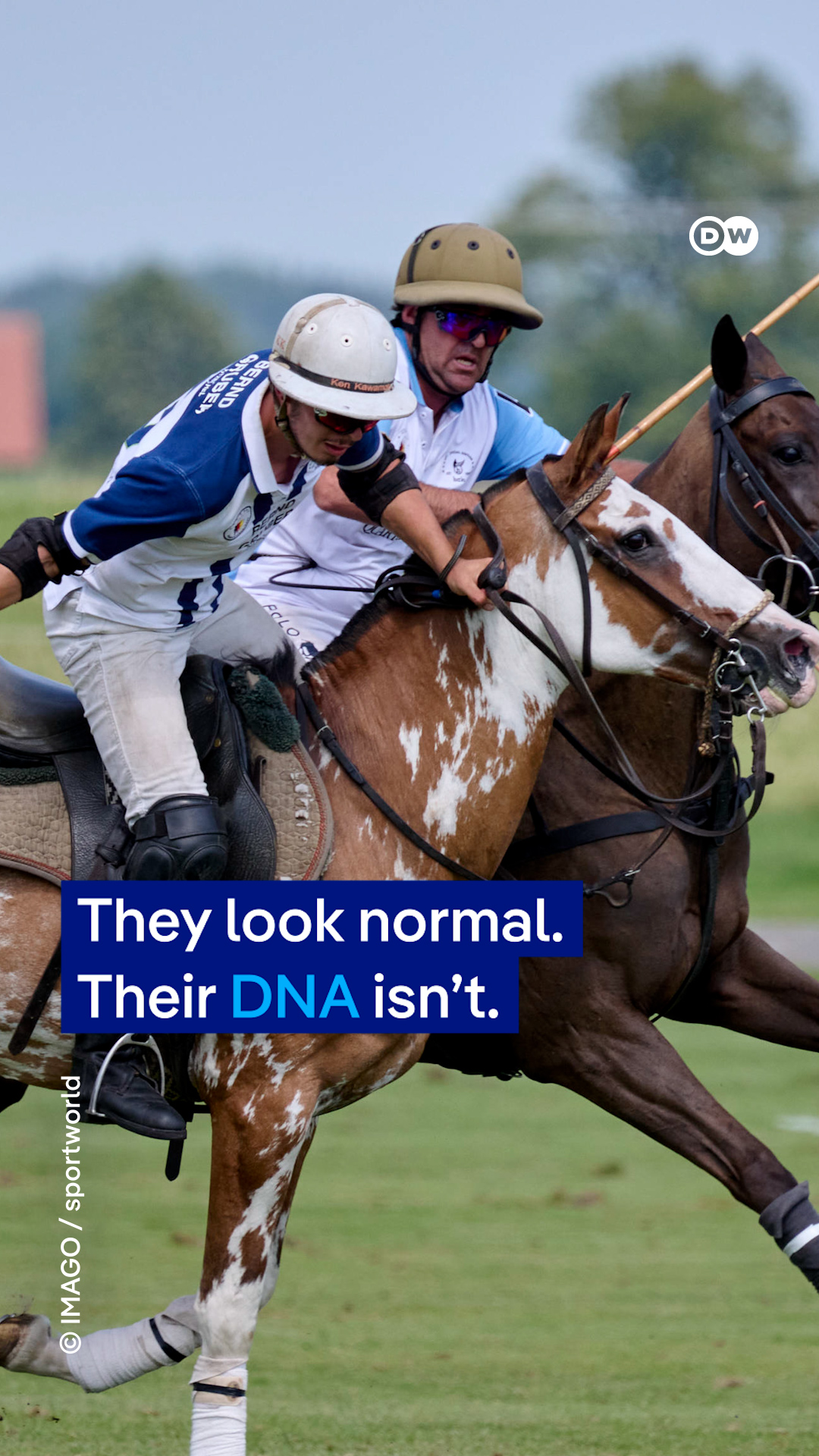 Built for polo: genetically modified horses!