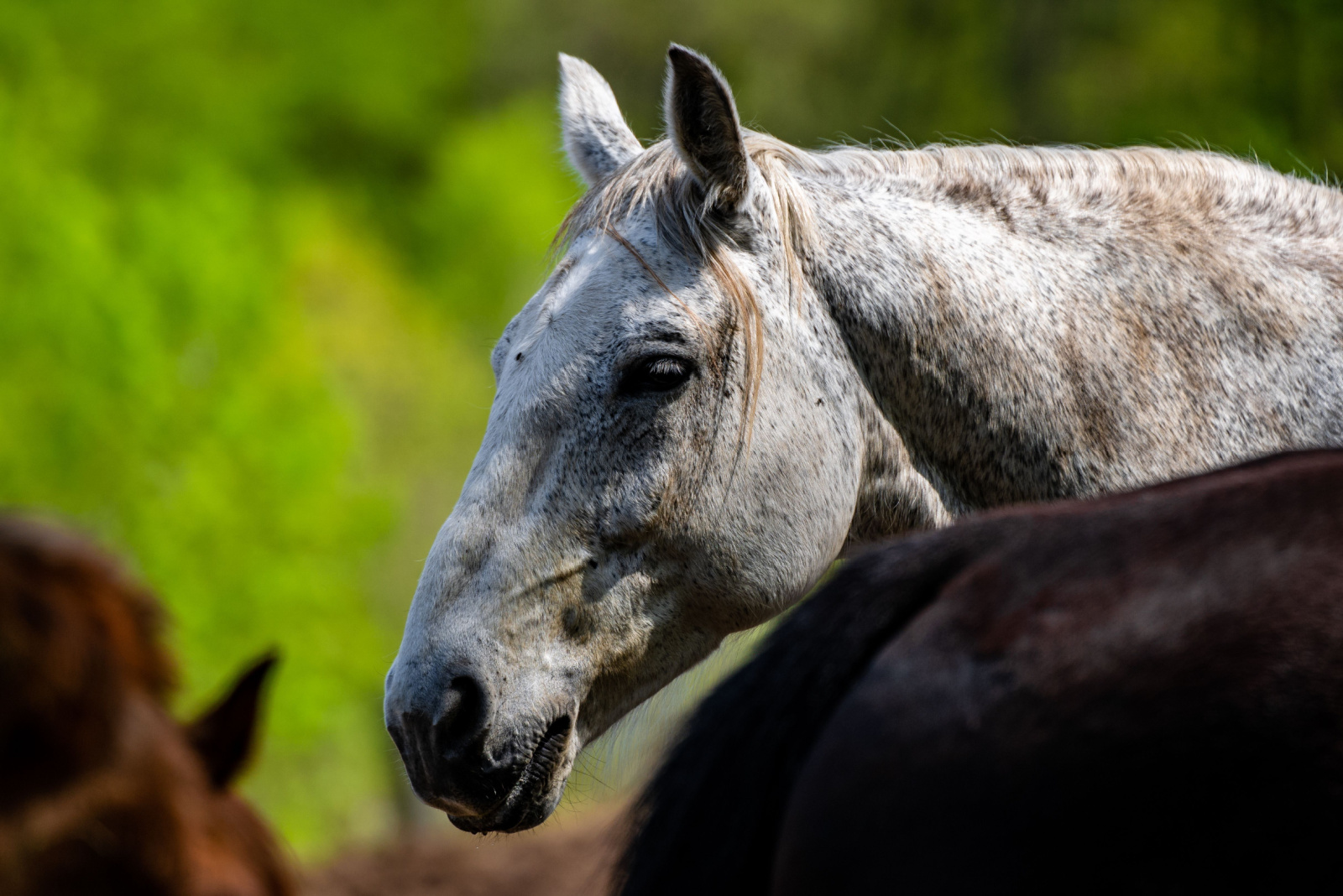 5 Of The Calmest Horse Breeds For Beginners