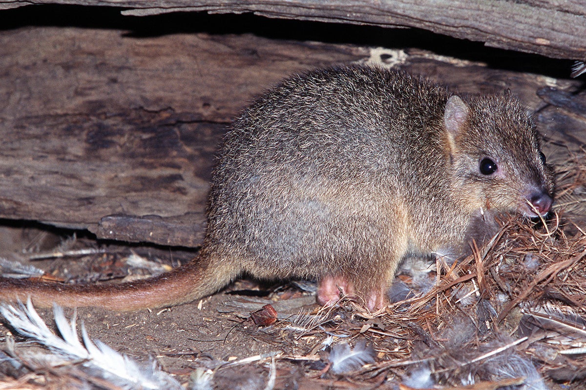 A new species has been discovered – but it’s already extinct