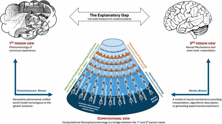 Consciousness Starts in the Body, Not the Brain: New Neuroscience Study ...
