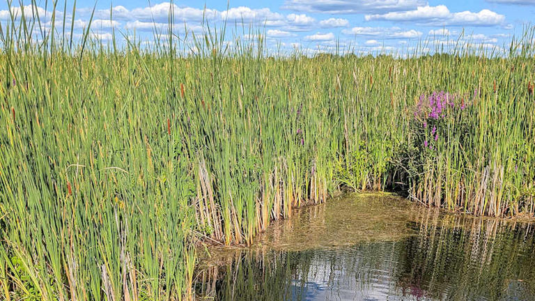 How To Catch Largemouth Bass: A Fishing Guide For Beginners