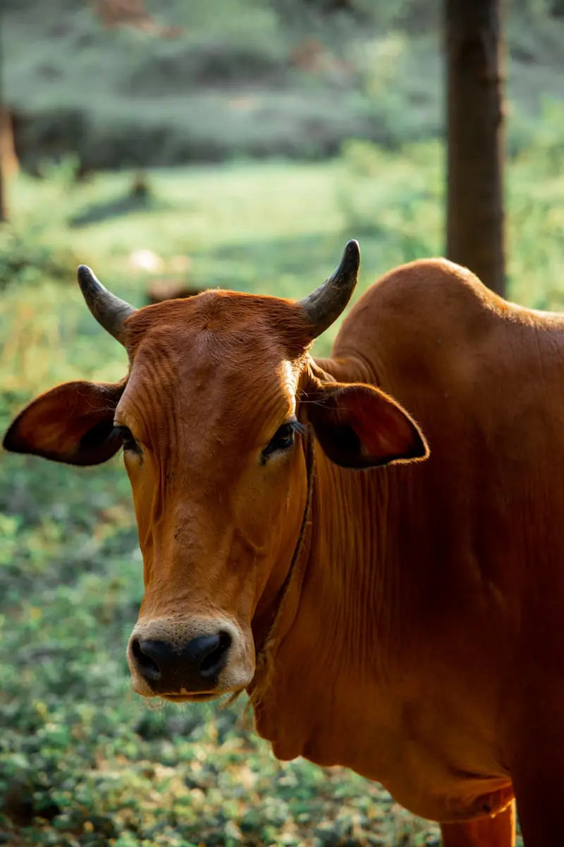 Entenda como humanos deixaram vacas gigantes e raposas minúsculas