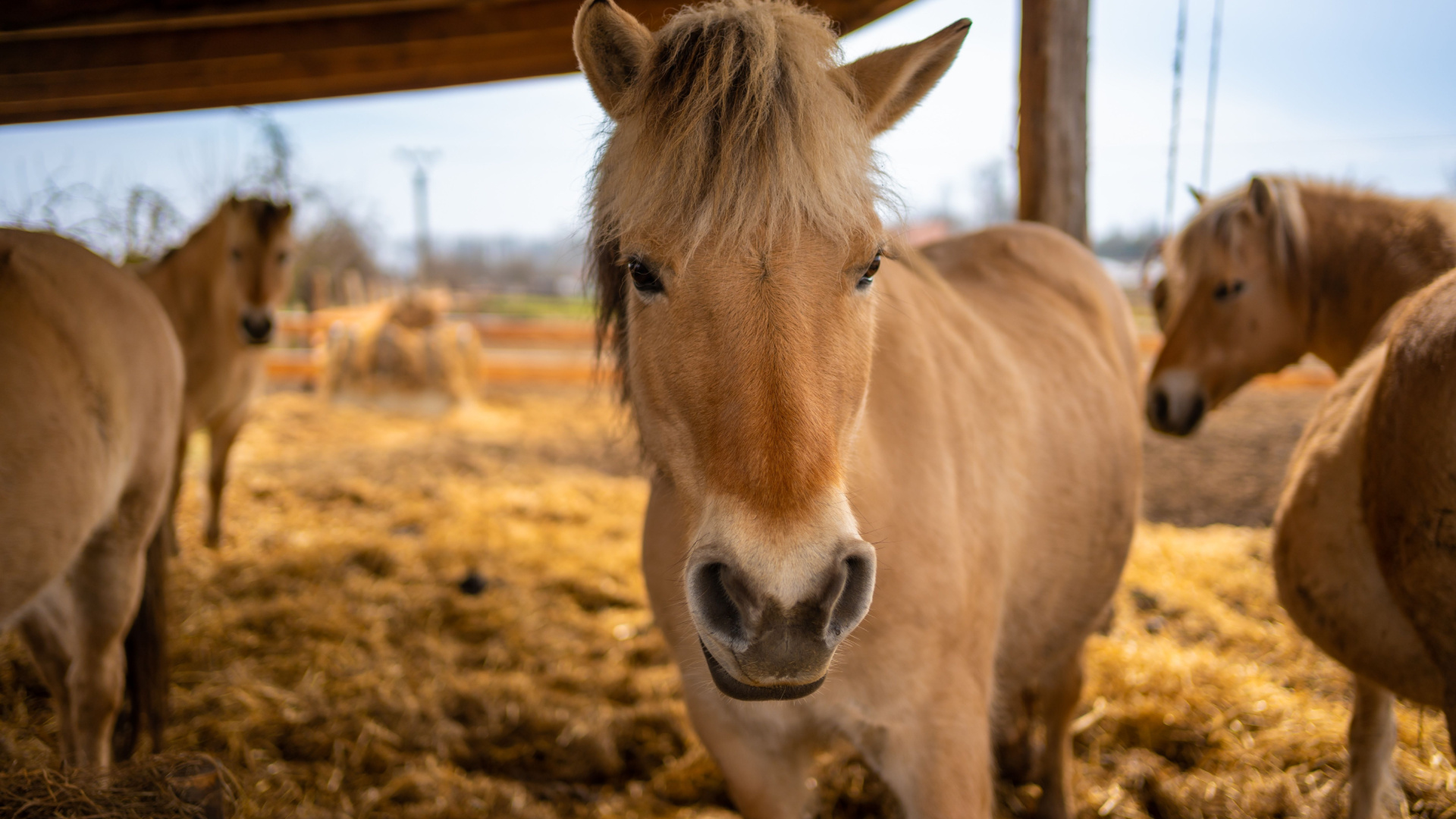 5 Of The Calmest Horse Breeds For Beginners