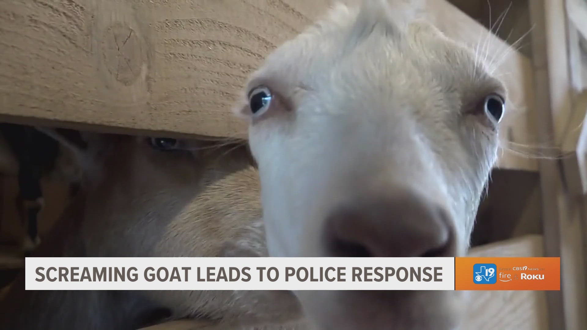 Screaming goat leads to police response