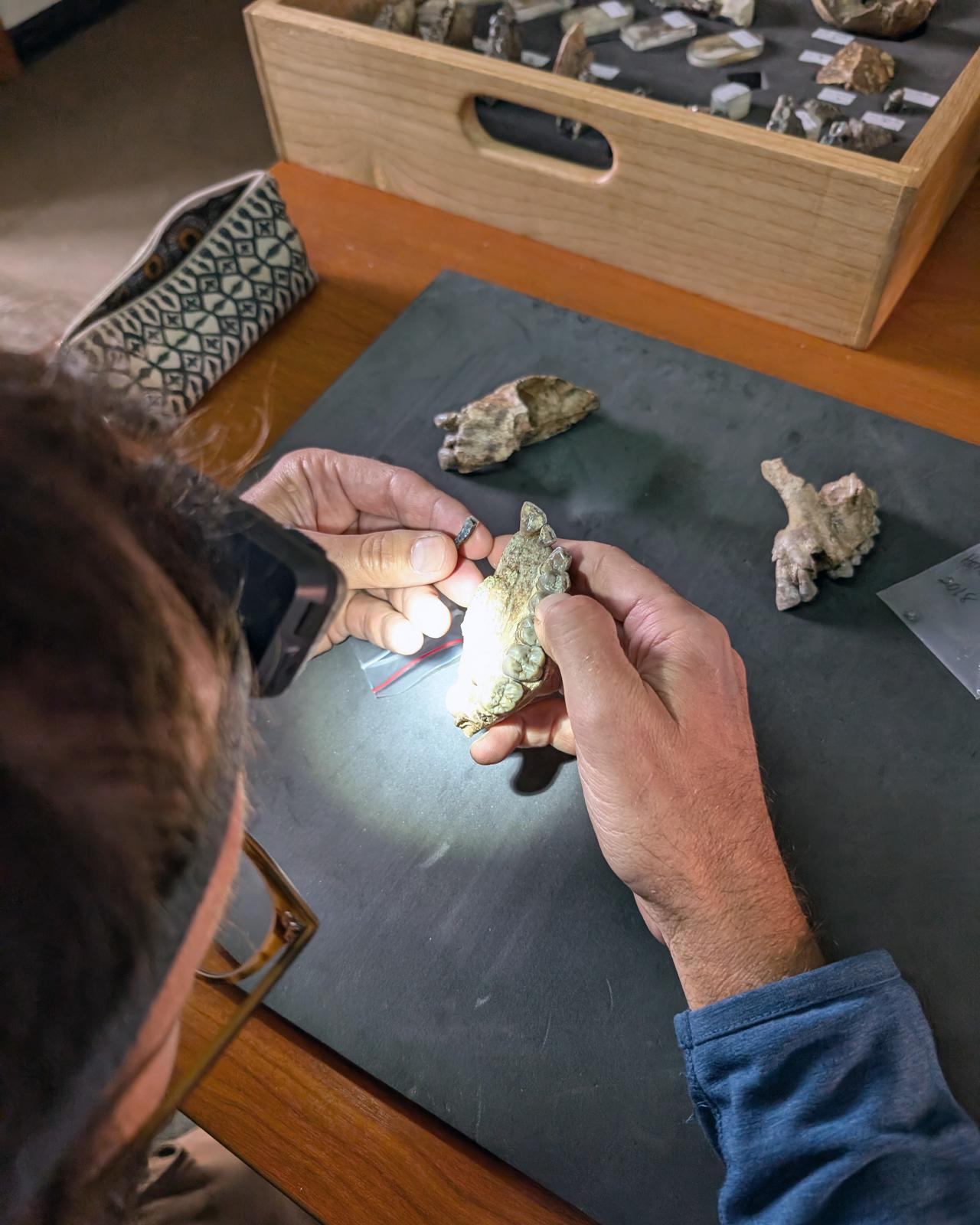 Ancient Teeth Reveal New Species of Human Ancestor