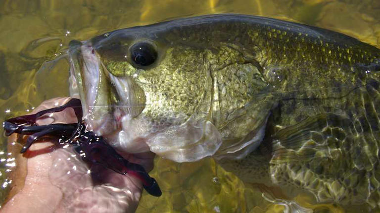 How To Catch Largemouth Bass: A Fishing Guide For Beginners