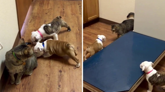 Cuccioli di bulldog sembrano confusi al primo incontro con un gatto