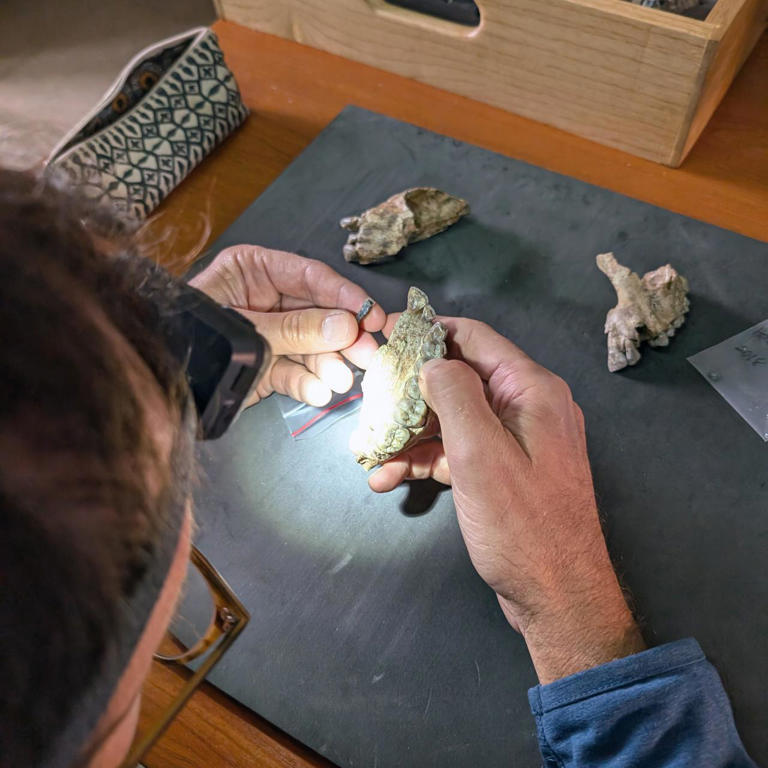 Ancient Teeth Reveal New Species of Human Ancestor