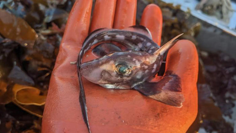 What the teeth? Male ghost sharks grow evolution’s weirdest mating tool