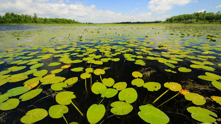 How To Catch Largemouth Bass: A Fishing Guide For Beginners