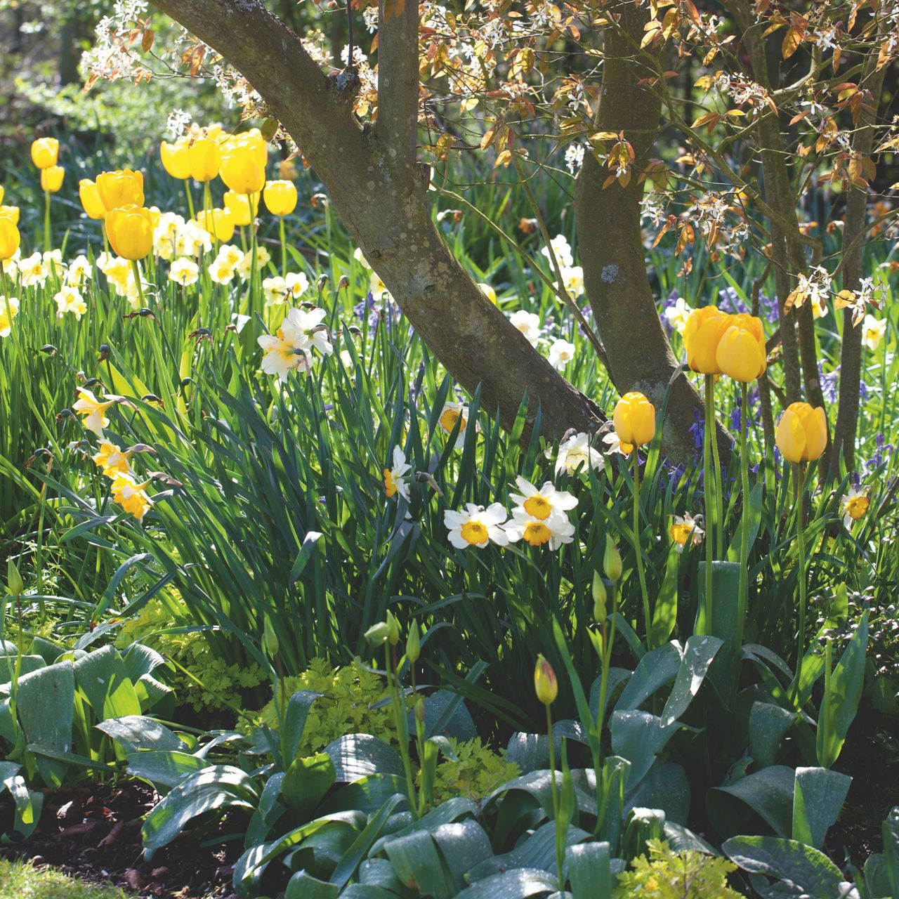 Garden experts reveal the two best times of year to buy bulbs – and you ...