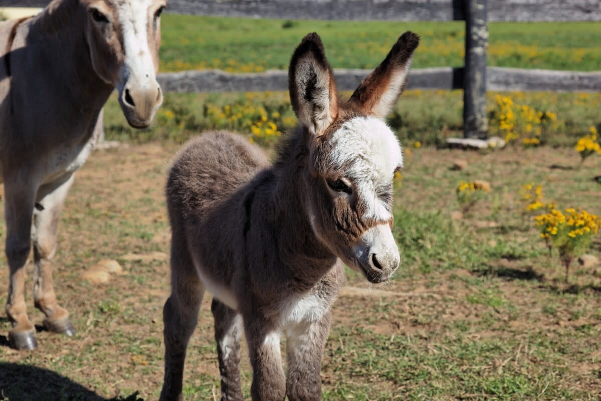 Miniature Donkey’s Precious ‘Good Morning’ Greeting Proves Joy ‘Comes ...