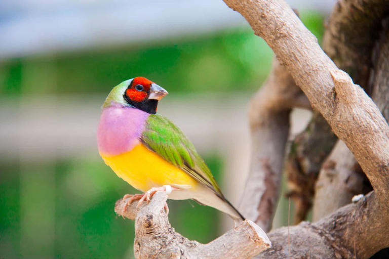 14 small pets that live longer than expected